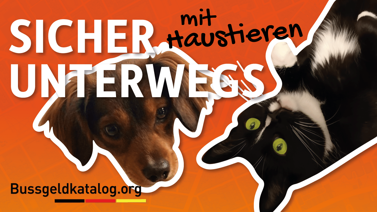 Wie Sie Ihren Hund im Auto richtig transportieren!